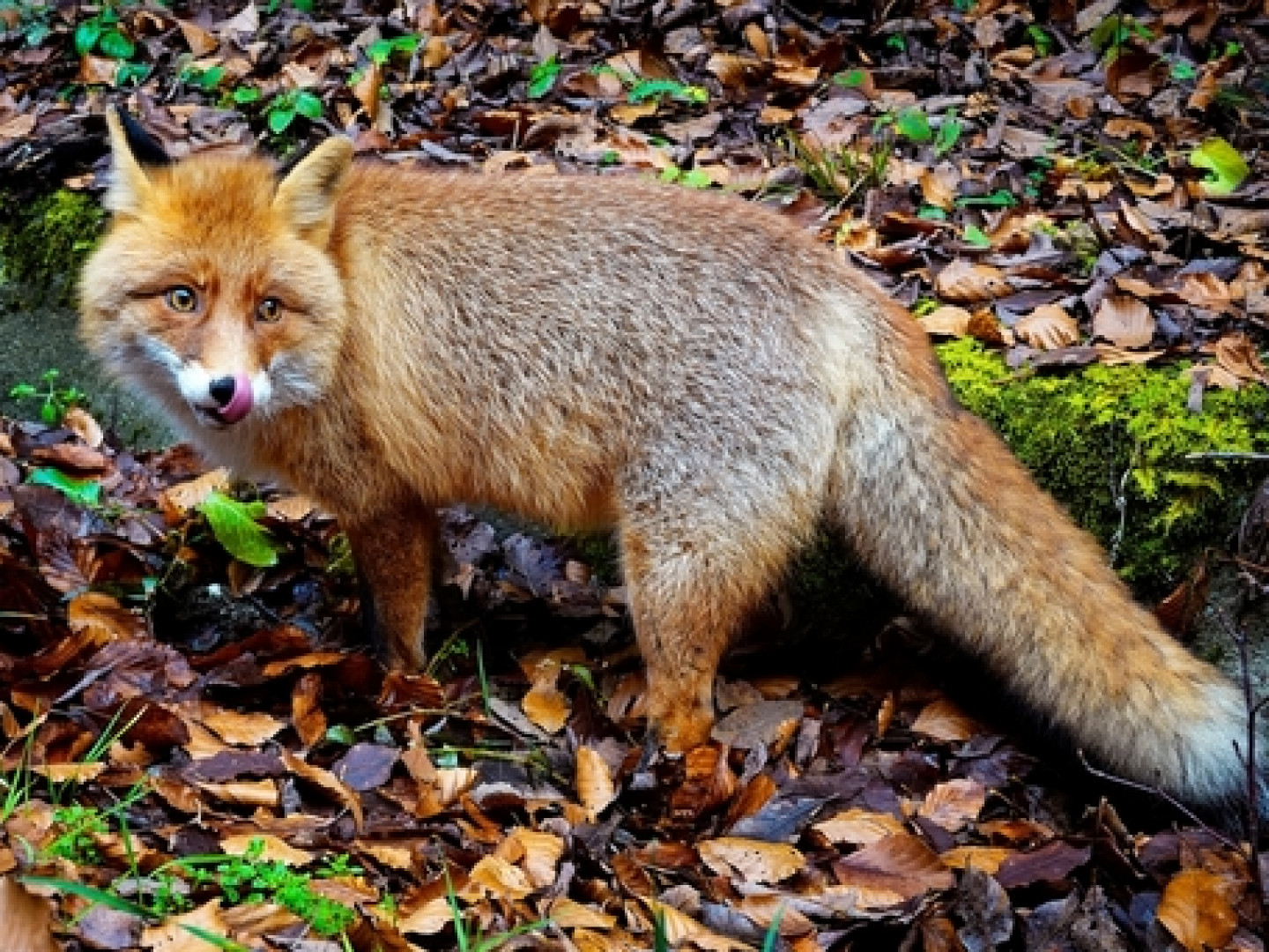 Fox Trapping Services | Fredericksburg, & Falmouth, VA | Wildlife ...